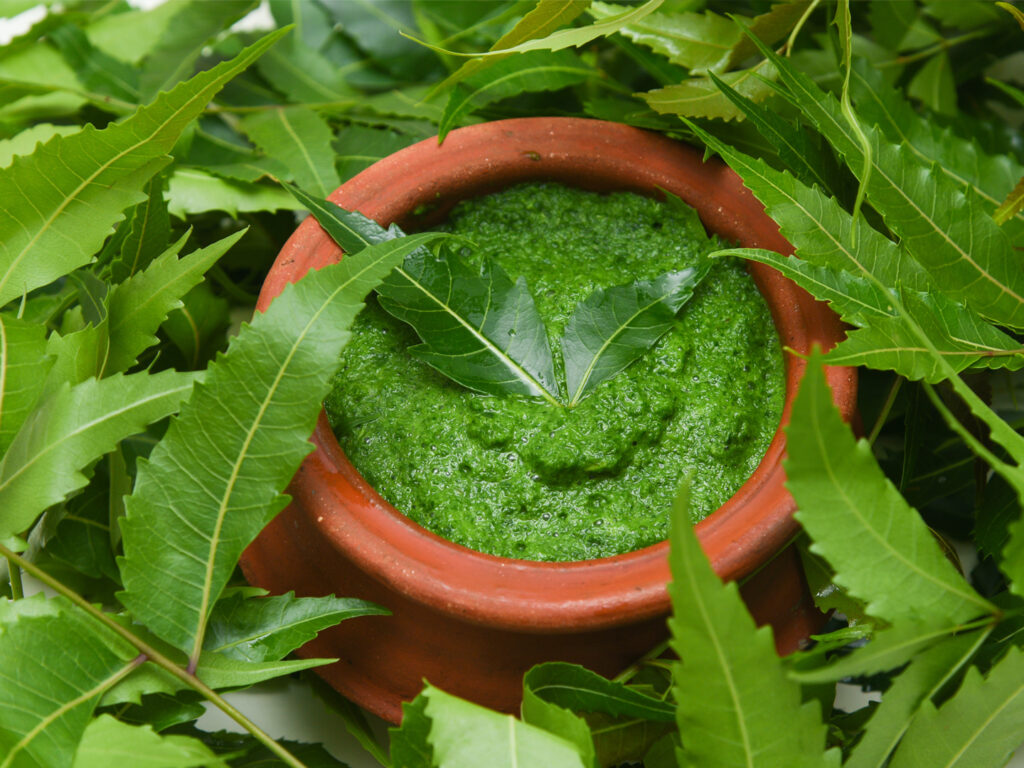 Neem Ayurveda: Propiedades y Beneficios - Escuela de Ayurveda de CA