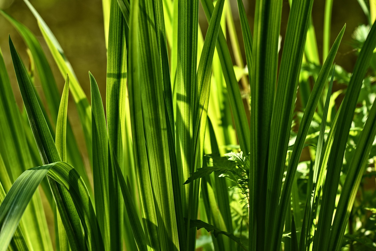 Cálamo: propiedades y beneficios - Escuela de Ayurveda de CA