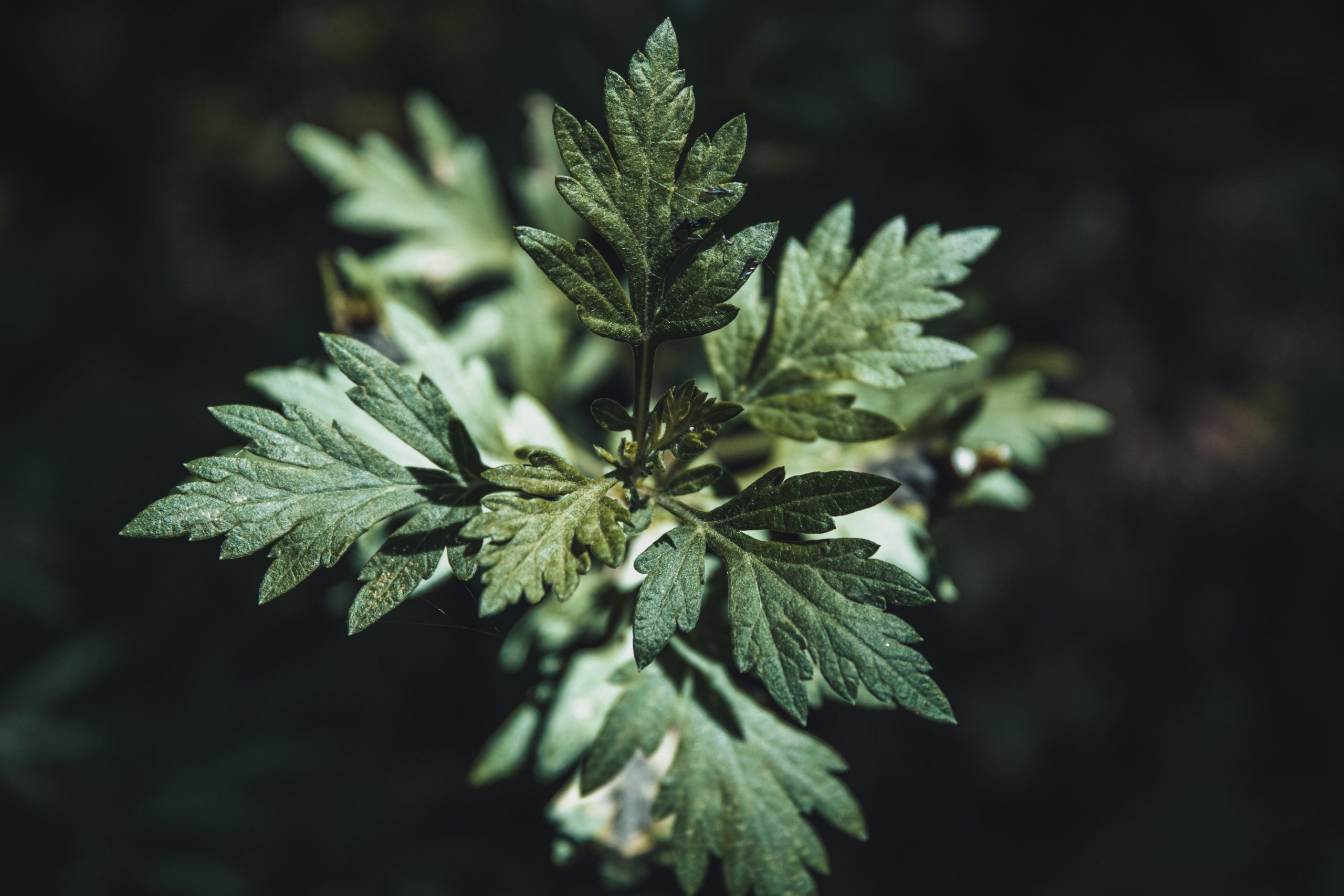 Artemisa: propiedades y beneficios - Escuela de Ayurveda de CA